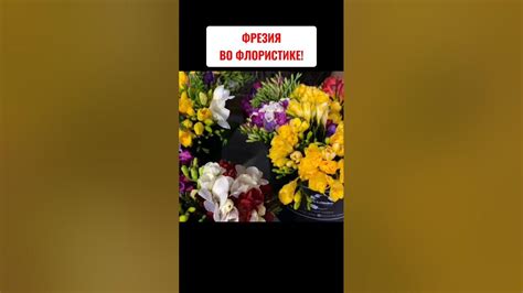 ФРЕЗИЯ ВО ФЛОРИСТИКЕ Виды фрезии Youtube