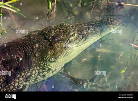 Crocodile Teeth Underwater Crocodile Teeth Crocodile Underwater The