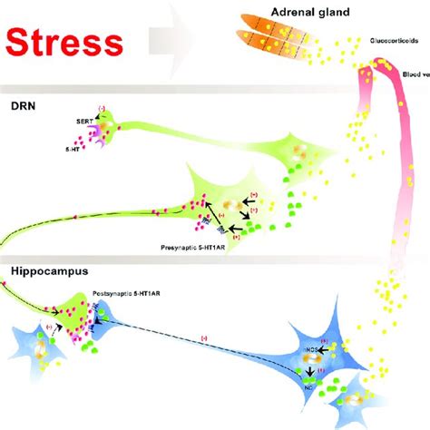 The Interaction Between Nnos And Serotonergic Signaling In Depression