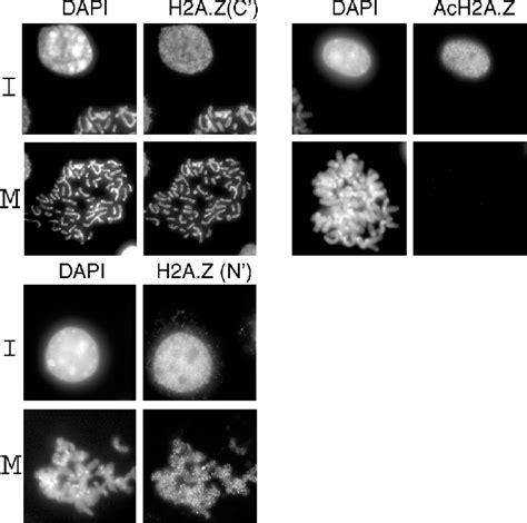 Mouse L929 Cell Nuclei Stained With Dapi And Three Different Download Scientific Diagram