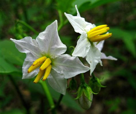 Декоративные растения семейства пасленовых 77 фото
