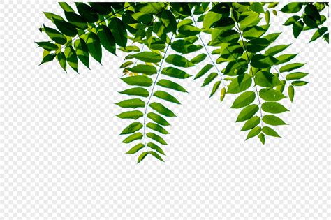 Tree Leaves PNG Images With Transparent Background Free Download On Lovepik