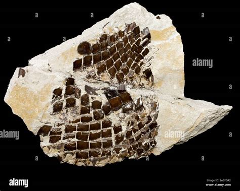 Fish Scale Fossil Rock Containing A Fossil Of A The Skin Of A