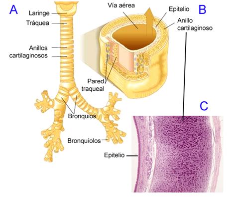 La Traquea Funcion