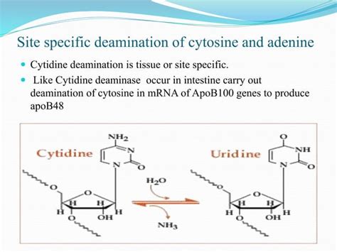 Rna Editing Pptx Programming Languages Computing Rna Editing Pptx Programming Languages Computing