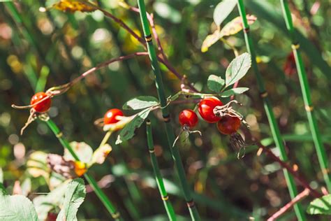 익은 로즈 힙 열매 닫습니다 개 로즈 Bokeh 배경 속 새 류와 함께 성장 초본 치료입니다 말 꼬리의 덤 불입니다 복사 공간 엉덩이와 야생 브라 부시입니다 가을에 대한