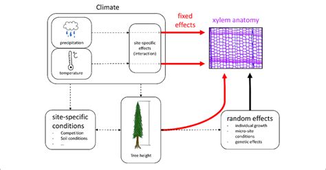 Conceptual Design Of The Linear Mixed Effects Model Red Arrows