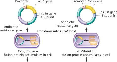 Recombinantinsulinhtml 2204 Recombinantinsulin