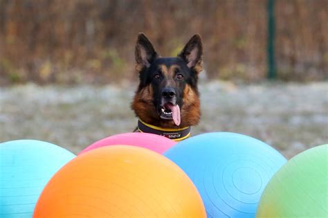 Кинолог назвал возможные причины странного поведения собак