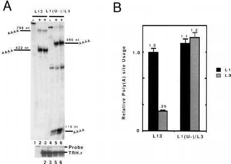The Rescued Cat Gene Expression Is Associated With Increased Levels Of