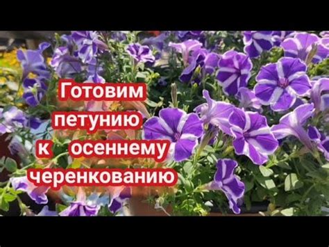 Не торопитесь черенковать вегетативные петунии. Что делаем перед ...