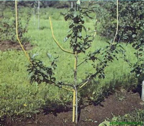 Pruning Dwarf Apple Trees In Autumn Healthy Food Near Me