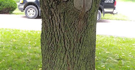 Tree Stuff Album On Imgur