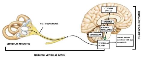 Vestibular Cortex