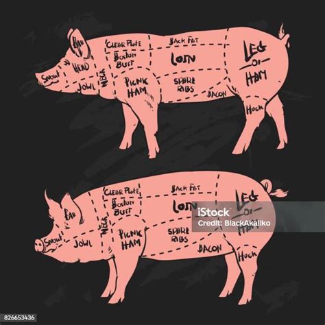 돼지고기 인하 다이어그램 및 도살 집합입니다 손이 그린된 돼지 검은 배경에 고립 벡터 그림 그리기 갈비 음식에 대한 스톡 벡터 아트 및 기타 이미지 Istock