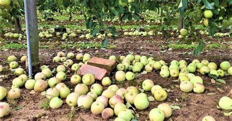 경북도 낙과피해 사과․배․포도 긴급수매