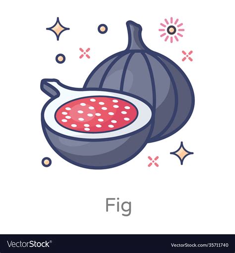 Fig Royalty Free Vector Image Vectorstock