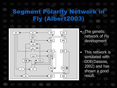 ppt modeling genetic network boolean network powerpoint presentation