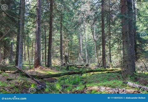 Small Forest Stream In Springtime Morning Stock Image Image Of