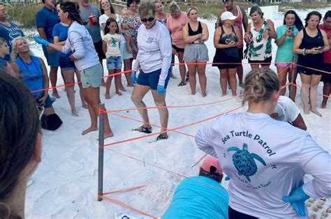 67 Loggerhead Sea Turtle Hatchlings Make Their Way To The Gulf From Destin Beach