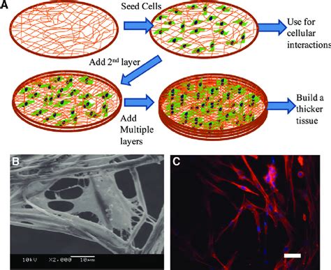 Cell Culture In Single And Multilayer A Schematic Procedure Of Cell