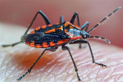 Premium Photo Close Up Macro Photo Of Assassin Bug For Chagas Disease