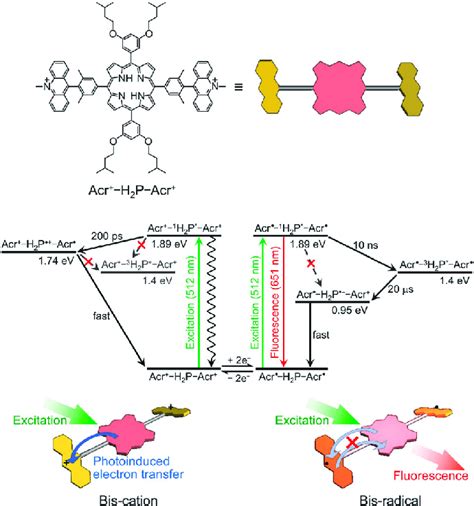 Schematic Diagram Of The Fluorescence Sensor For Superoxide With The Download Scientific