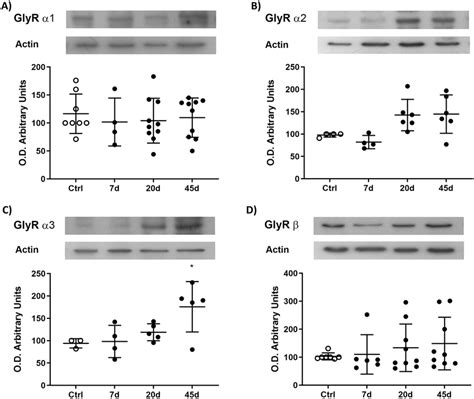 Protein Glyr Expression In The Whole Spinal Cord The α1 A α2 B Download Scientific