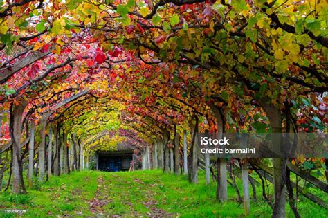 포르투갈의 세계에서 가장 오래된 와인 지역 가을에 포도원에서 성장하는 붉은 포도 덩굴의 다른 종류 레드 화이트 및 포트 와인의 생산 포도밭에 대한 스톡 사진 및 기타 이미지