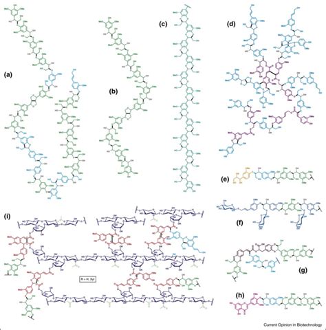 Lignin Models And Designer Lignins A A Poplar Lignin Model Download Scientific Diagram