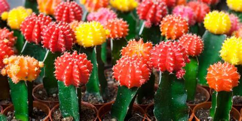 5 Types Of Colorful Cacti To Add To Your Garden