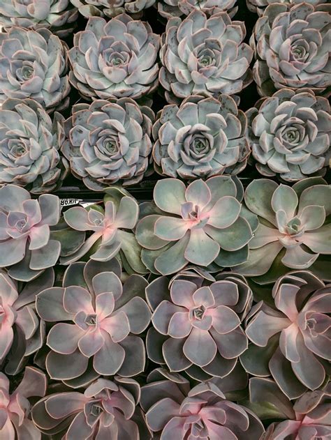 Succulents 🌵