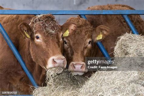 Beef Cattle Eating Photos And Premium High Res Pictures Getty Images