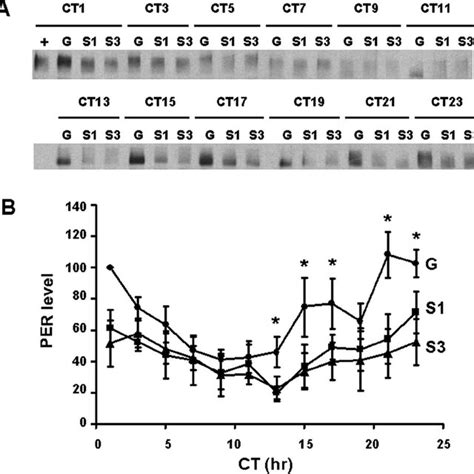 Circadian Locomotor Activity Of Transgenic Per And Per Mutant Flies A
