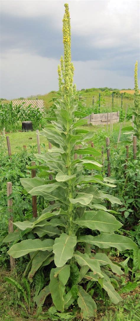 Mullein Plant Database Plants