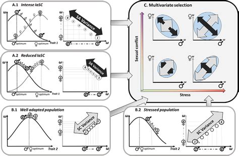 The Effects Of Intralocus Sexual Conflict Iasc And Population Download Scientific Diagram
