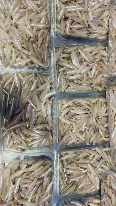 Packed Fresh Fish At Rs 100kg Ernakulam Id 2854065609162