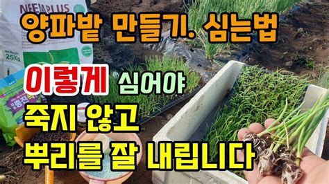 양파밭 밑거름 만들기 심는법 이렇게 심어야 죽지 않고 뿌리를 잘 내립니다 11월에 심는 작물 Youtube