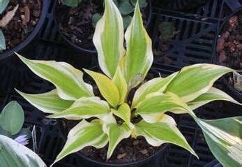 Neon Star Danny Sp Vestniksadovoda