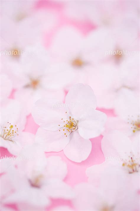 サクラの花 写真素材 フォトライブラリー photolibrary