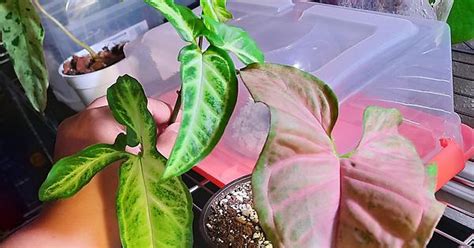 Angustatum Pink Fleckedp Binnefolium Album On Imgur