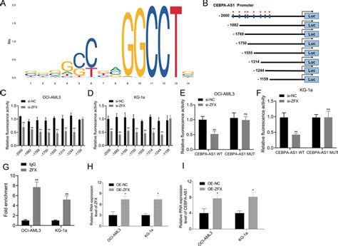 Zfx Bound To And Activated Cebpa As1 Promoter In Aml A Dna Motif Of