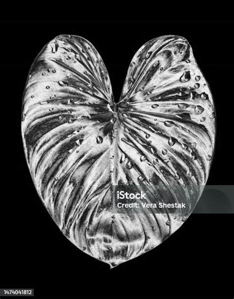 실버 금속 잎 물방울 검은 배경 고립 근접 촬영 은색 잎 반짝이는 회색 금속 식물 단풍 흑백 꽃잎 그림 블랙 화이트 꽃 분기 패턴 빈티지 장식 0명에 대한 스톡 사진 및