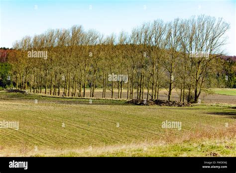 A Line Of Trees Separate The Two Farmers Fields From One Another They Also Give Cover And