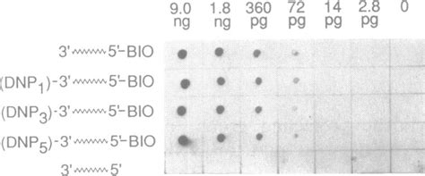 Colorimetric Detection Of The Biotin Labels In 3 Dnp 5 Biotin Download Scientific Diagram