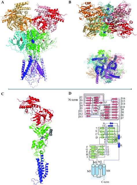 Structural Model Of Hnmdar A B Tetramer Structure Of Hnmdar Shown