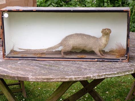 Antiques Atlas 19thc Taxidermy Mongoose In Glazed Caseby Corbett