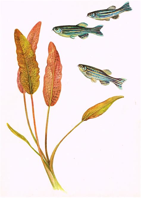 Vintage Tropical Fish Print Indian Glassfish Lithograph Artofit