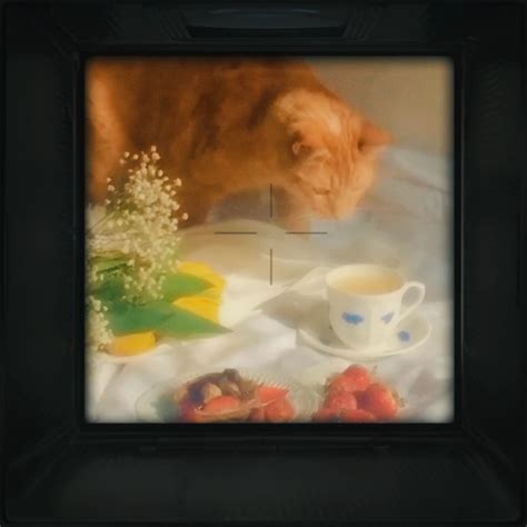 Semi Film Filter Pippit