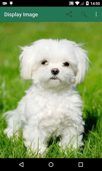 Radio Buttons Youtube